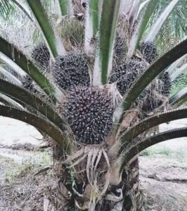 The Palm Oil Tree: Parts, Anatomy, Structure, and Characteristics