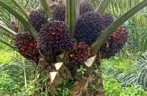 The Palm Oil Tree: Parts, Anatomy, Structure, and Characteristics