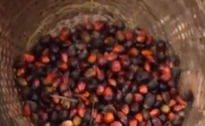 Fresh Fruit Bunch (FFB): The Power Cluster of the Oil Palm