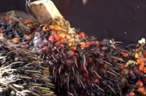 Fresh Fruit Bunch (FFB): The Power Cluster of the Oil Palm