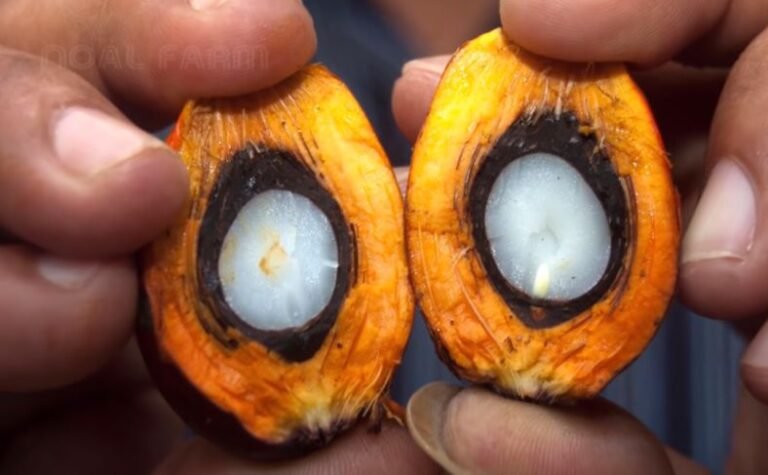 Oil Palm Fruit: Anatomy, Properties and Varieties