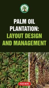 Oil Palm Plantation: Structure, Setup, and Sustainable Management