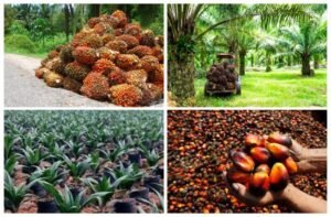 Oil Palm Cultivation and Farming: The Production Guide
