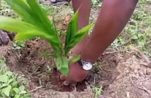 Oil Palm Cultivation and Farming: The Production Guide
