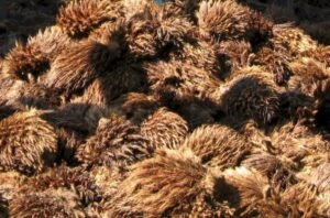 Empty Fruit Bunch (EFB)